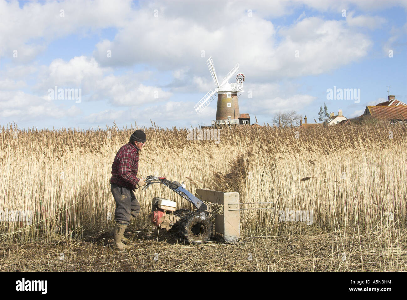Reedcutter using mechanised cutter to harvest phragmites reed for ...