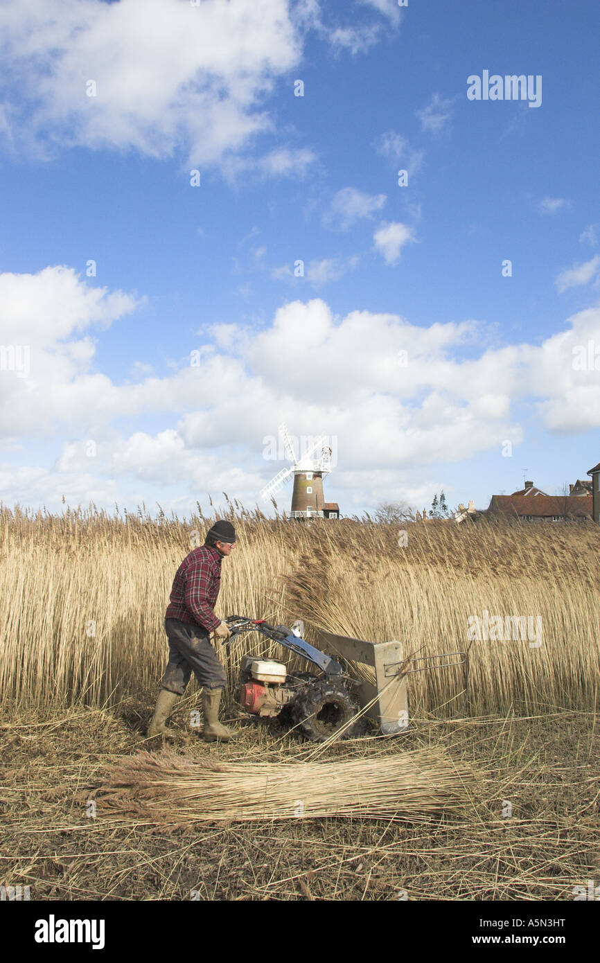 Reedcutter using mechanised cutter to harvest phragmites reed for ...