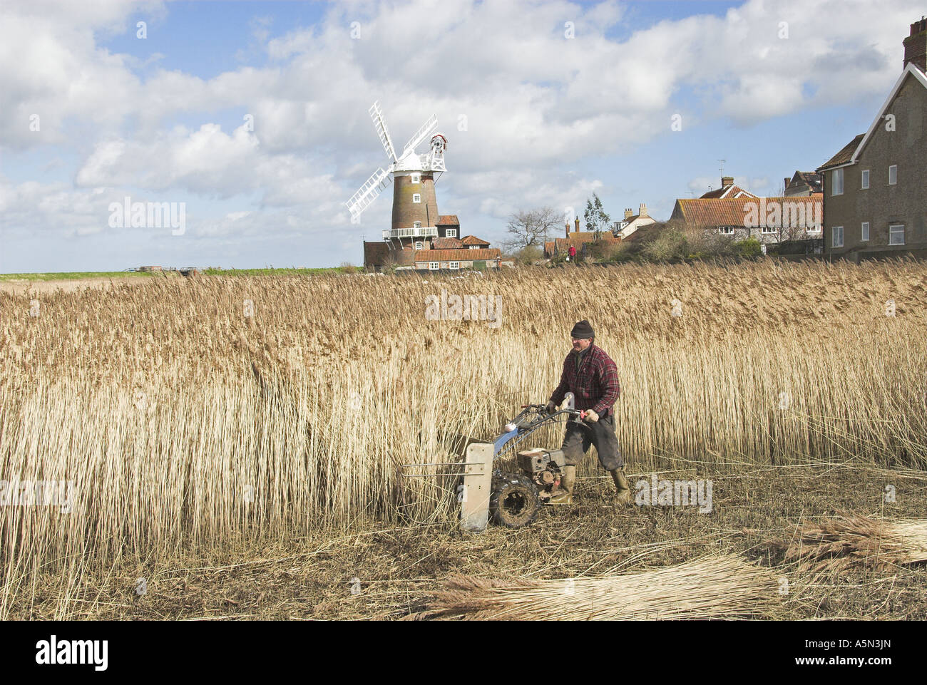 Reed cutting norfolk hi-res stock photography and images - Alamy