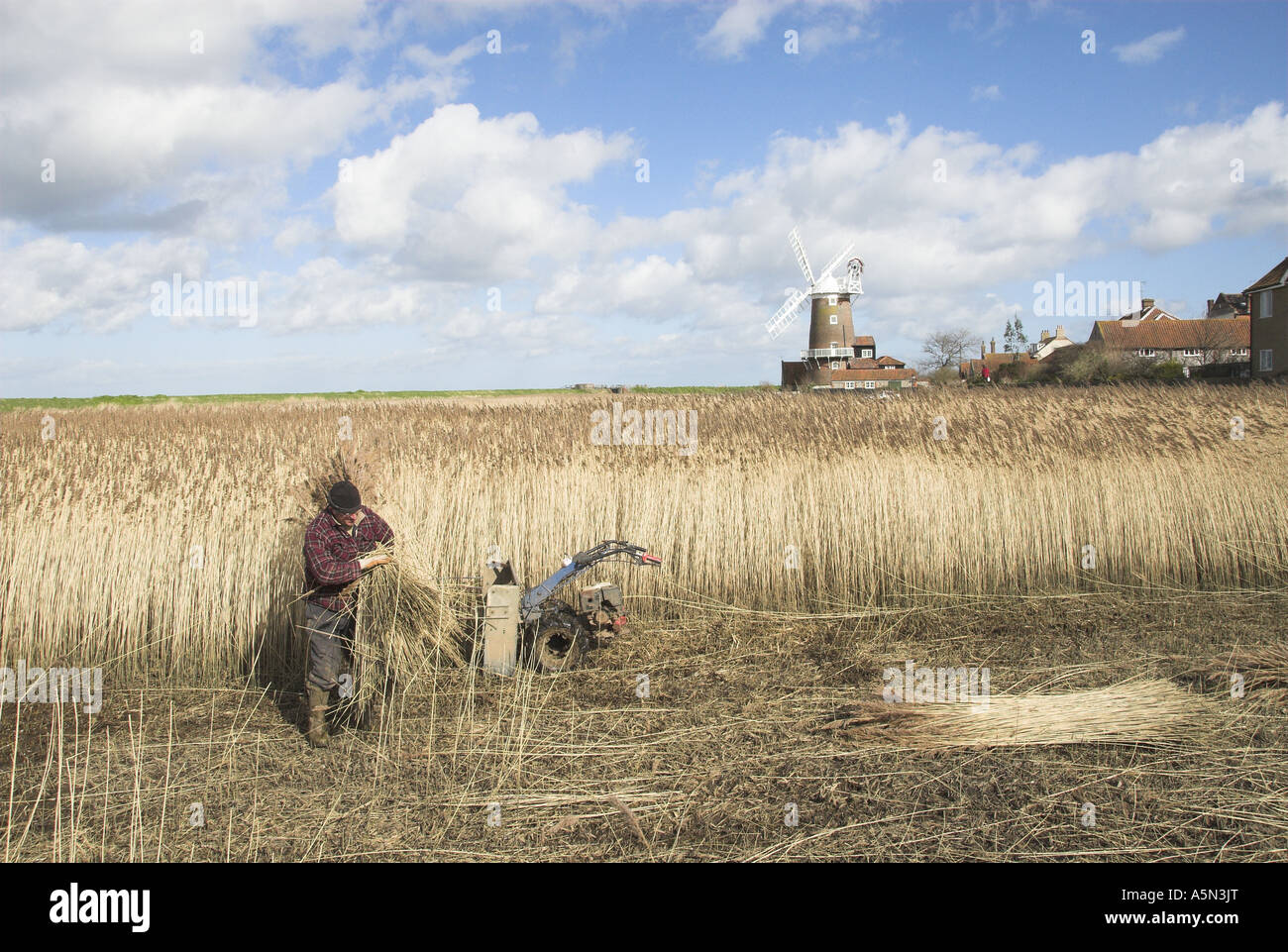 Reed cutter hi-res stock photography and images - Alamy
