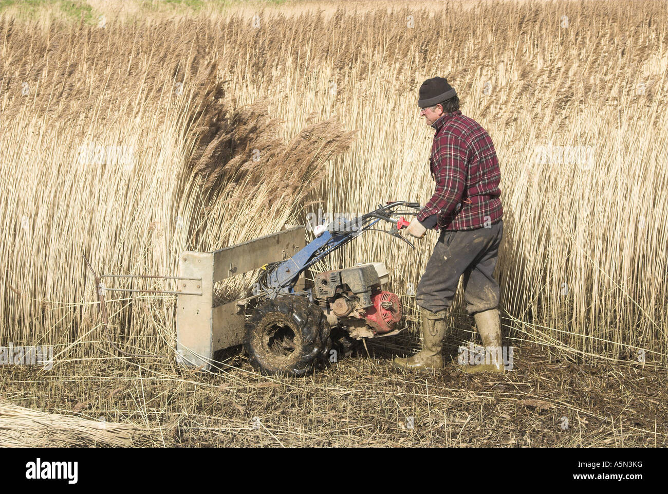 Reedcutter using mechanised cutter to harvest phragmites reed for ...
