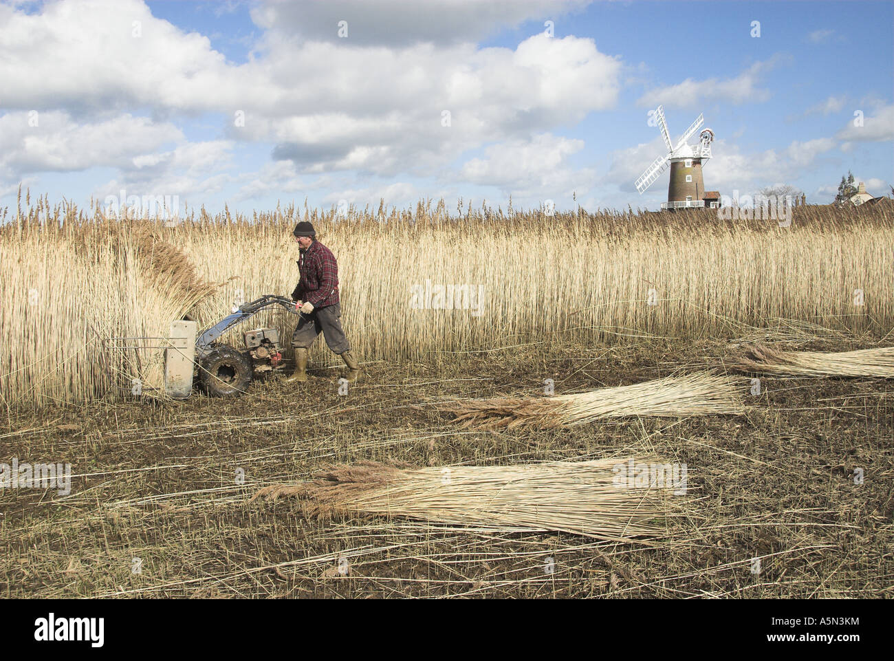 Reedcutter using mechanised cutter to harvest phragmites reed for ...