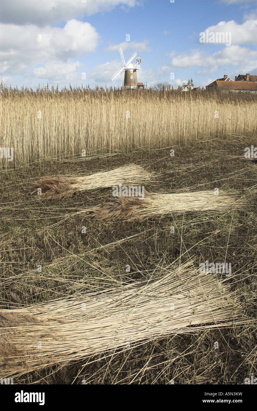 Cut reed bed hi-res stock photography and images - Alamy