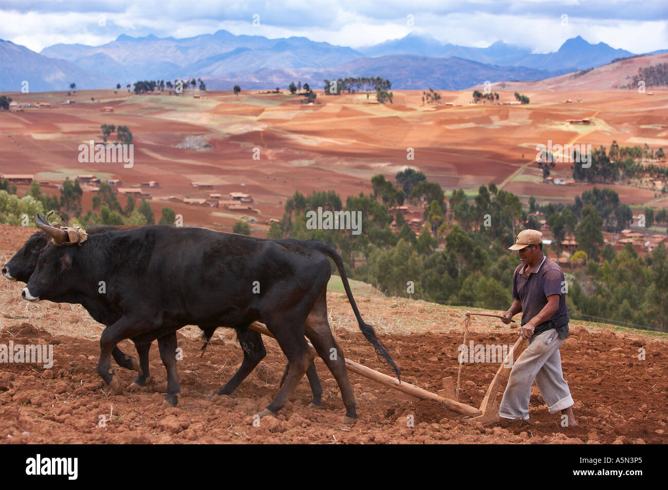 farmer with ox driven plough nr Chincherro above the Sacred Valley nr ...