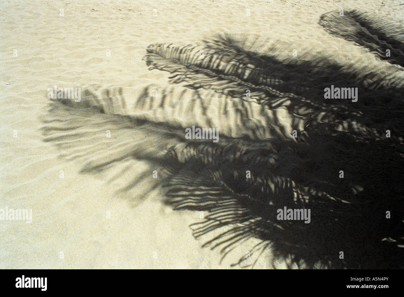 Palm tree shadow spanish hi-res stock photography and images - Alamy