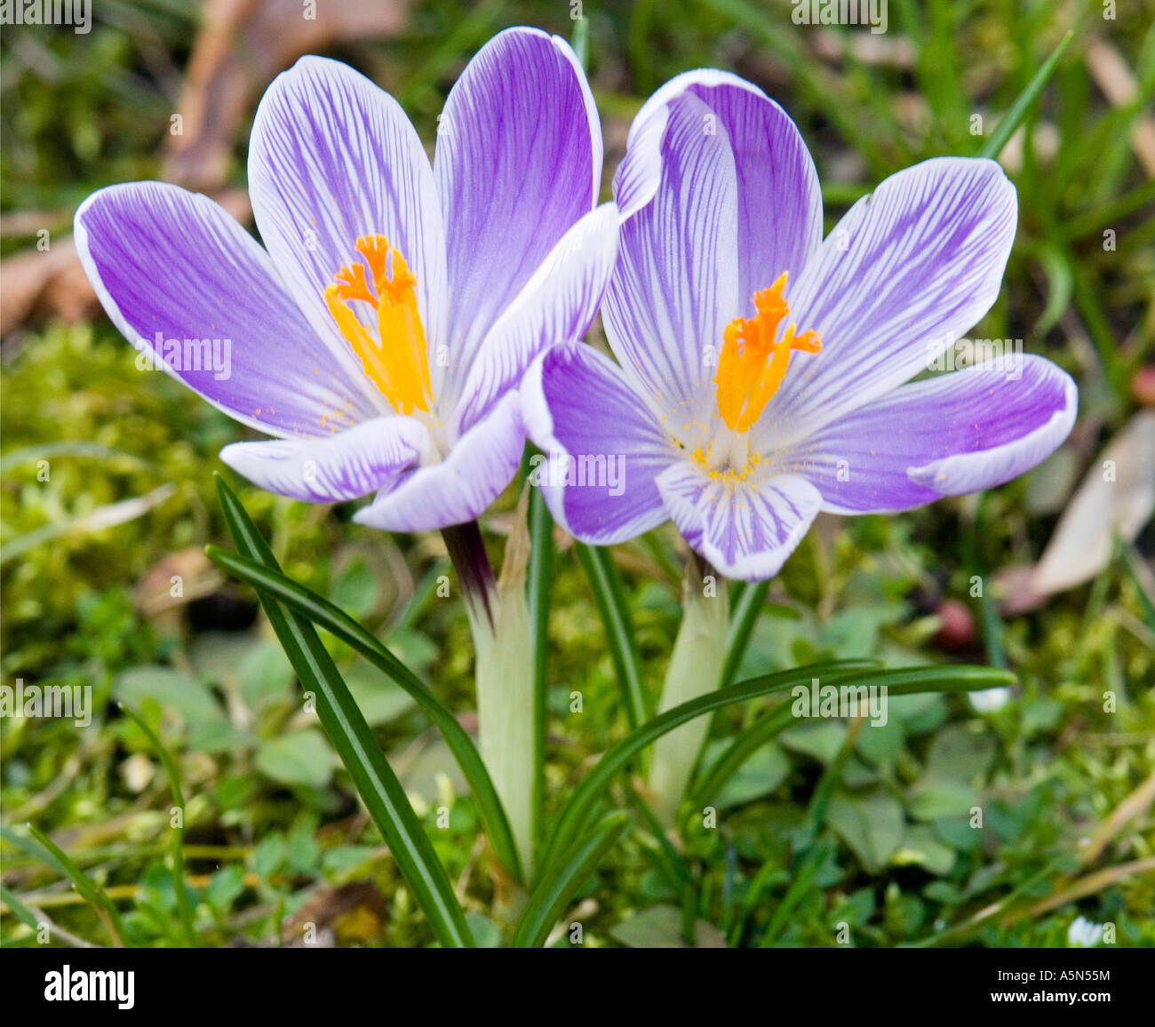 Vernus hi-res stock photography and images - Alamy