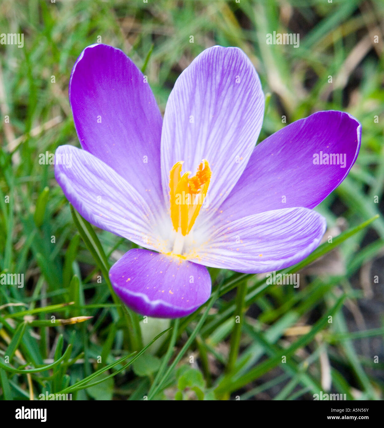 Blue crocus Crocus vernus Stock Photo - Alamy