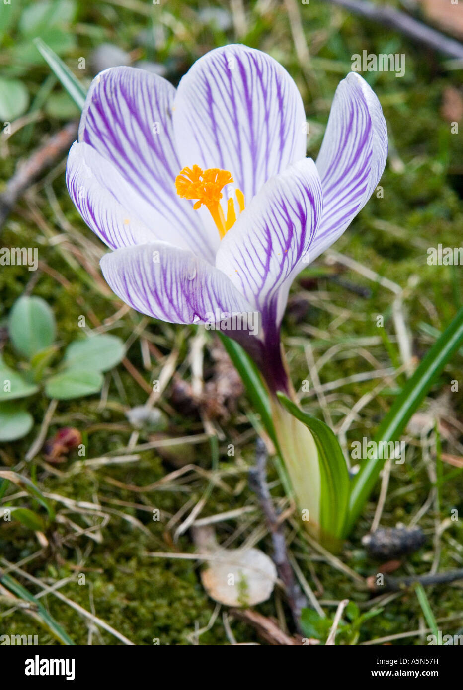 Crocus Crocus vernus Stock Photo - Alamy