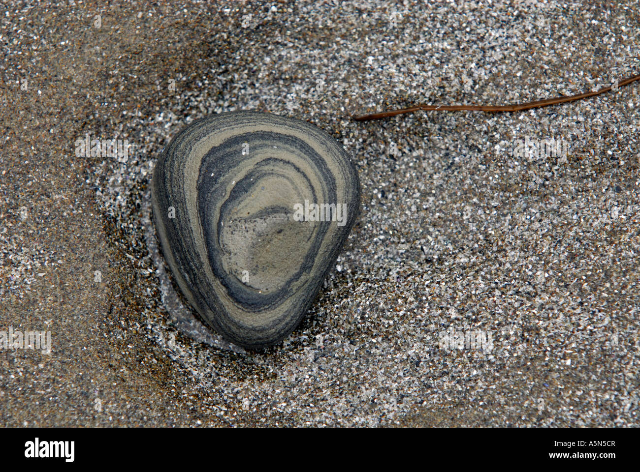 Sea stone with rings resting in a pool of water on the beach Stock ...