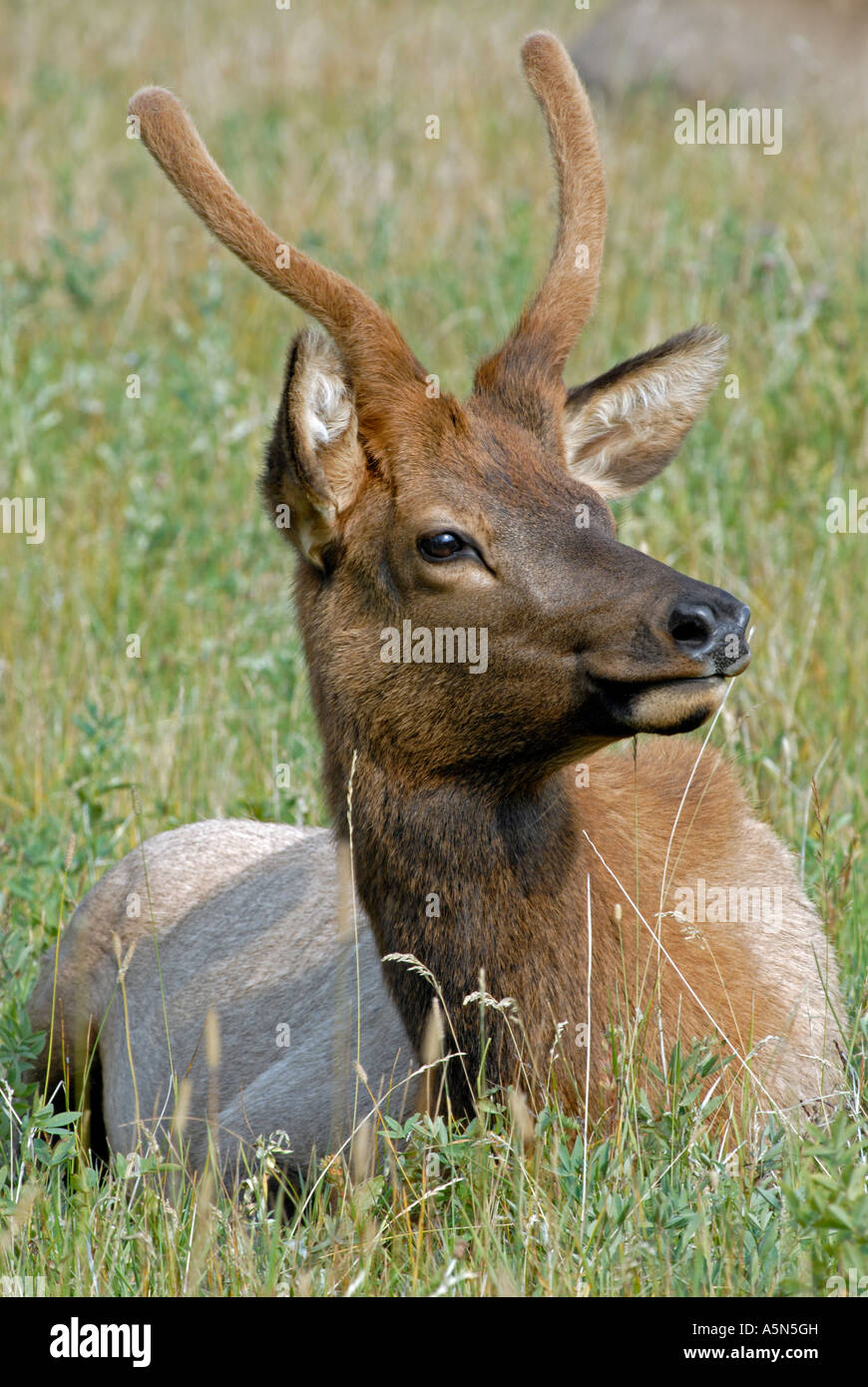 Young Elk resting in the grass inside Rocky Mountain National park ...