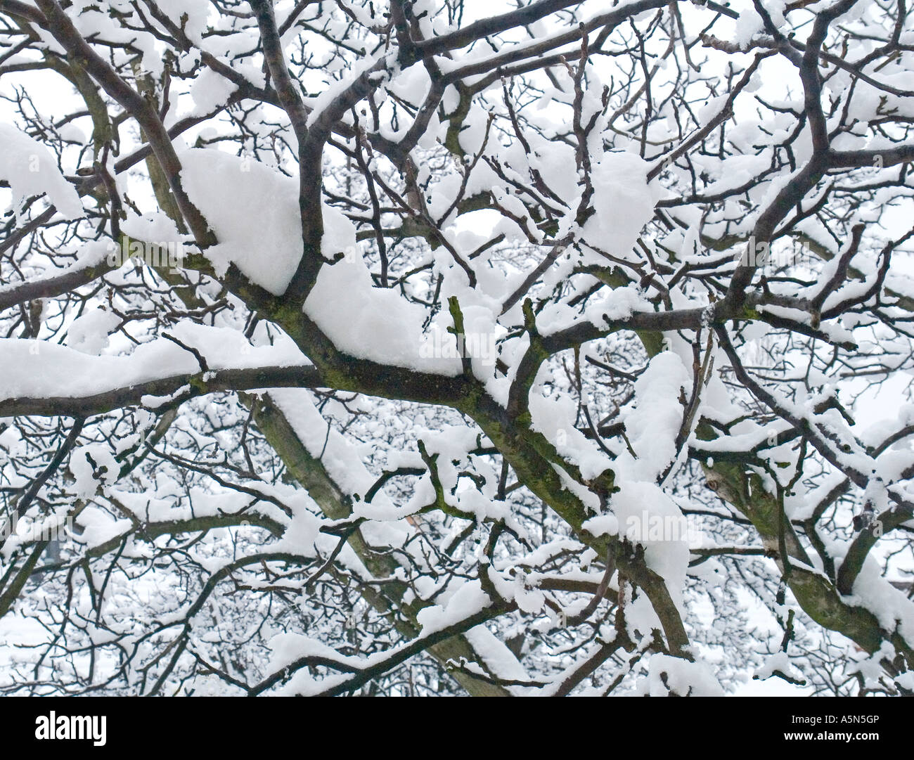 Ladden with snow hi-res stock photography and images - Alamy