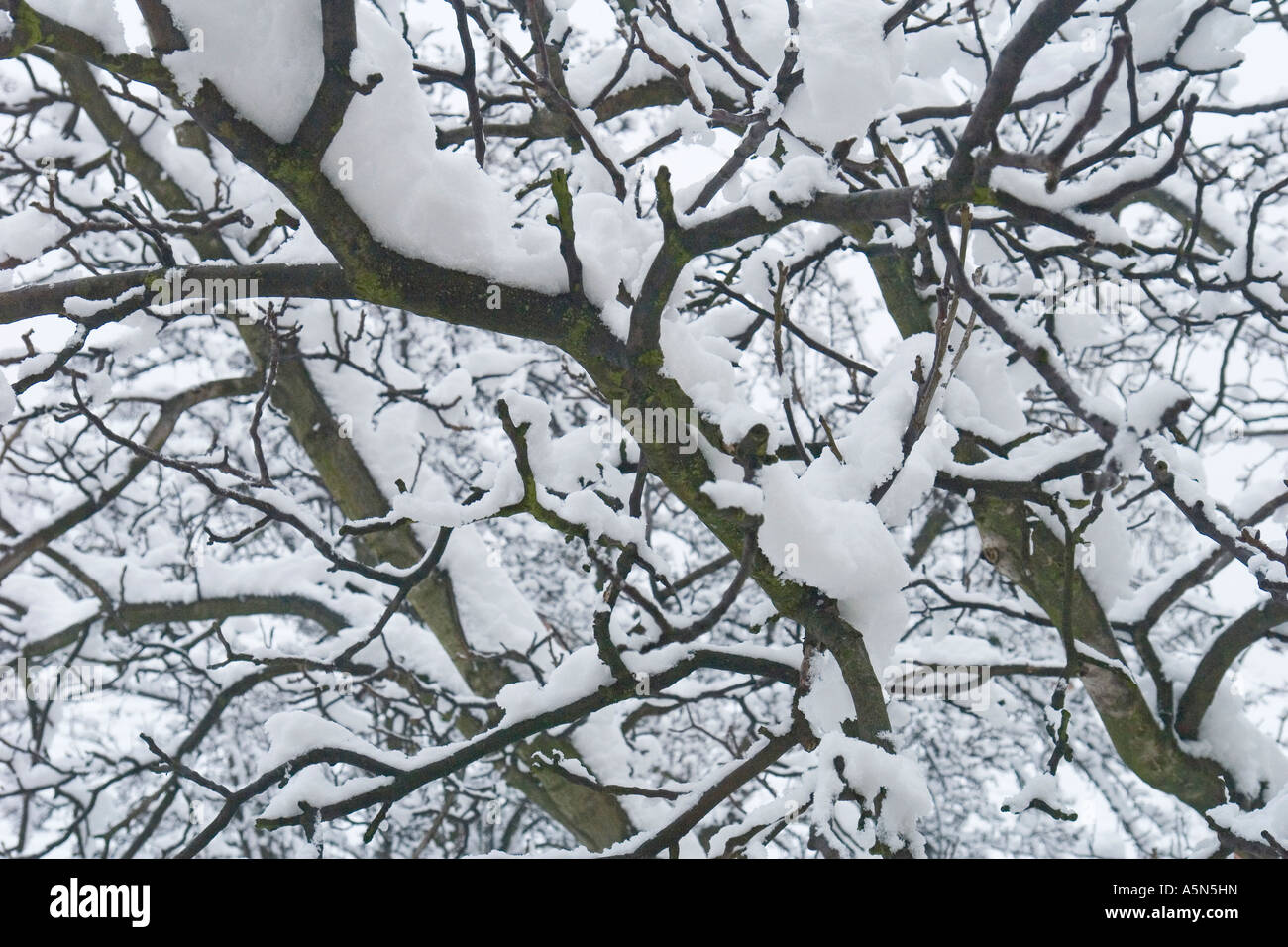 Ladden with snow hi-res stock photography and images - Alamy