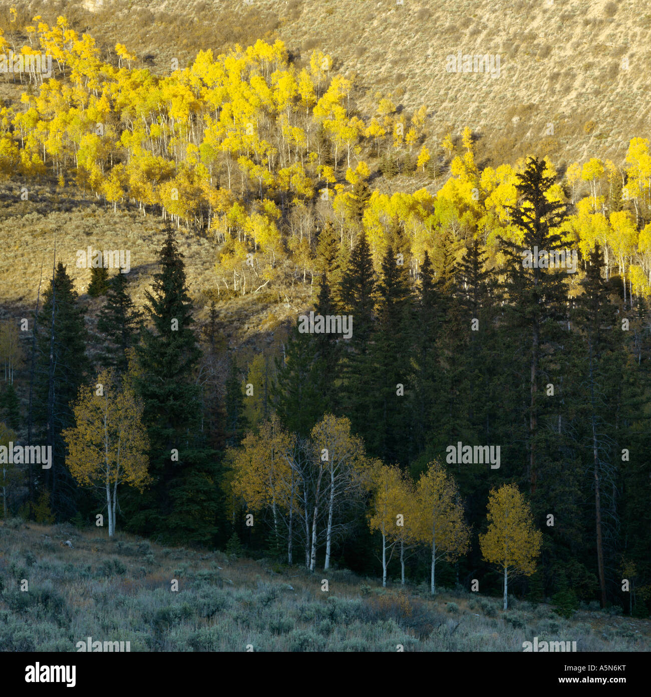Landscape with Aspen trees in Fall color in Utah Stock Photo - Alamy