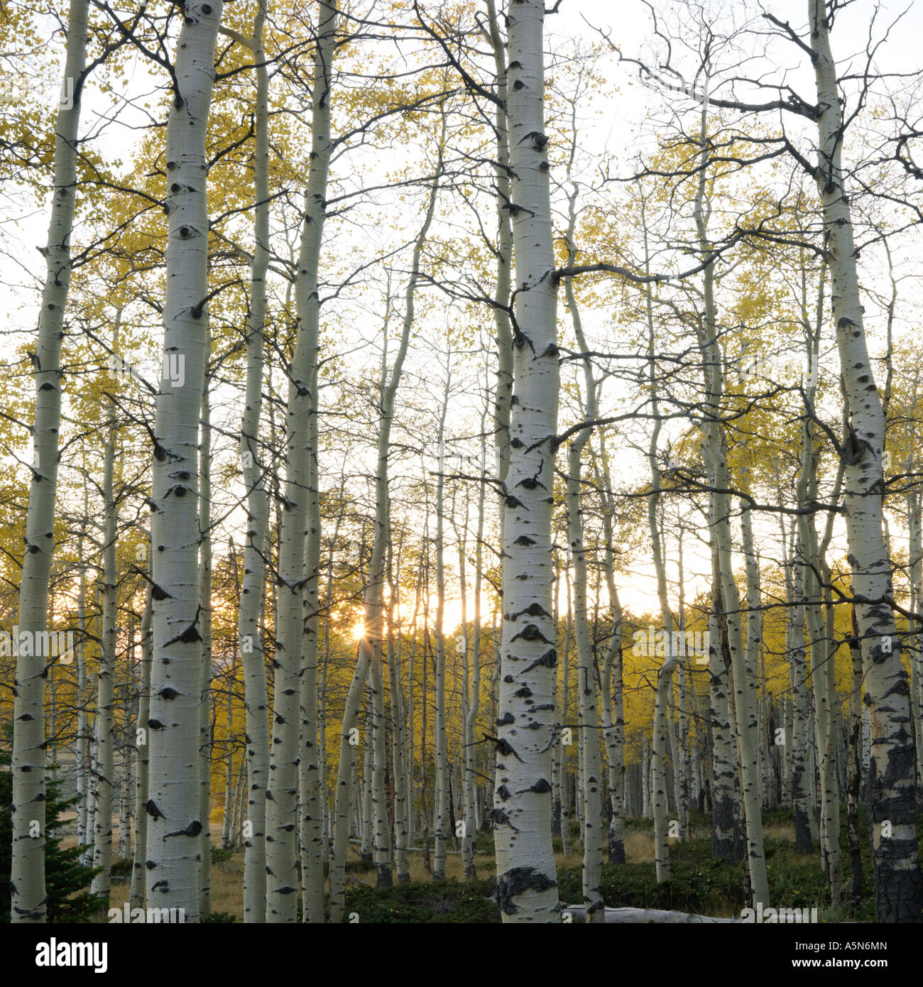 Aspen trees in Fall color in Utah Stock Photo - Alamy