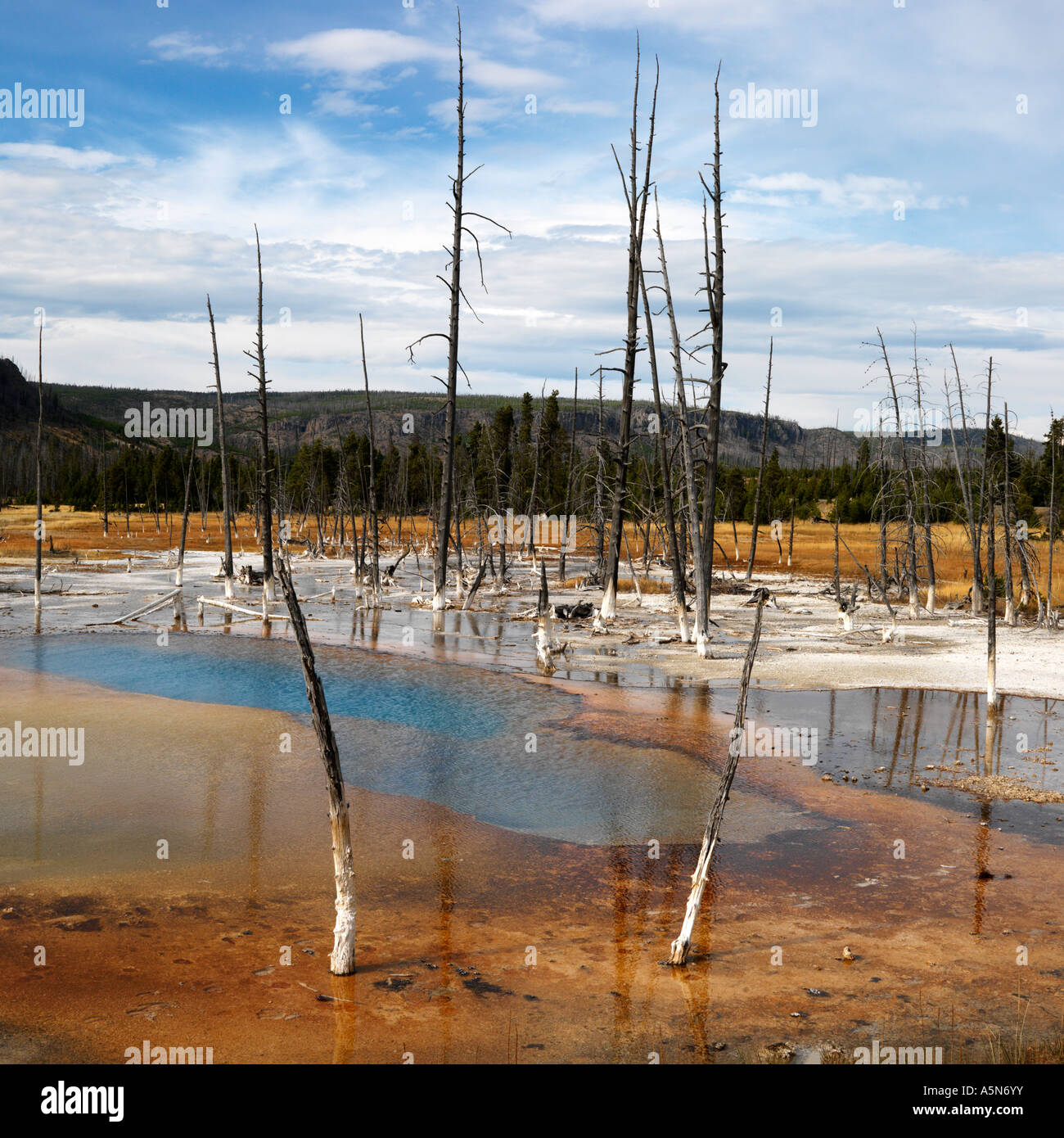Landscape of dead trees in shallow water pool at Yellowstone National ...