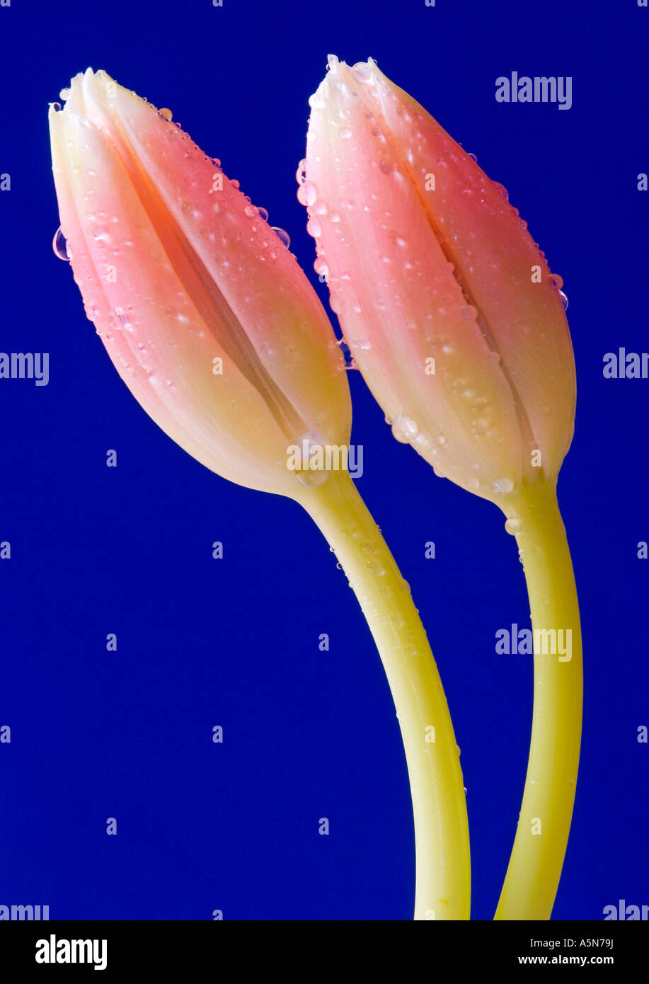 Two Red Tulip buds close up Tulipa Stock Photo - Alamy