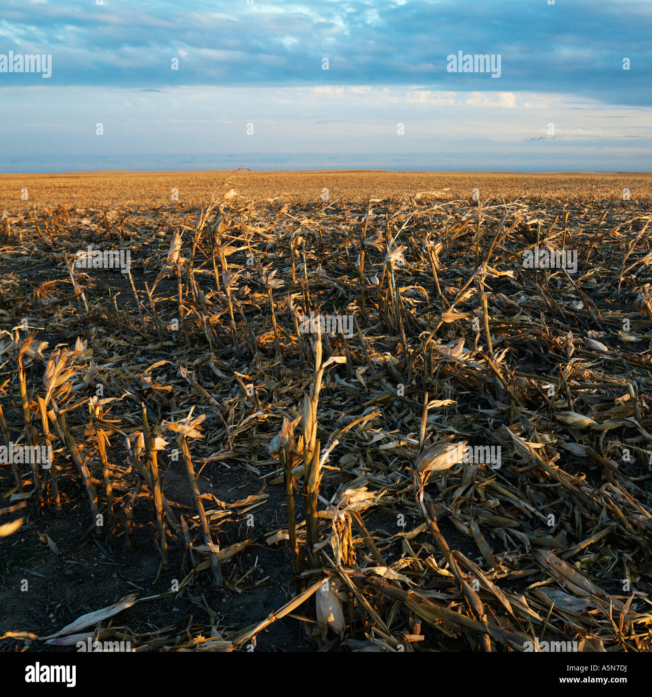 061003 hi-res stock photography and images - Alamy