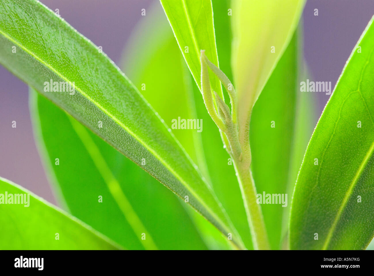 Olive tree leaves Olea europea Stock Photo - Alamy