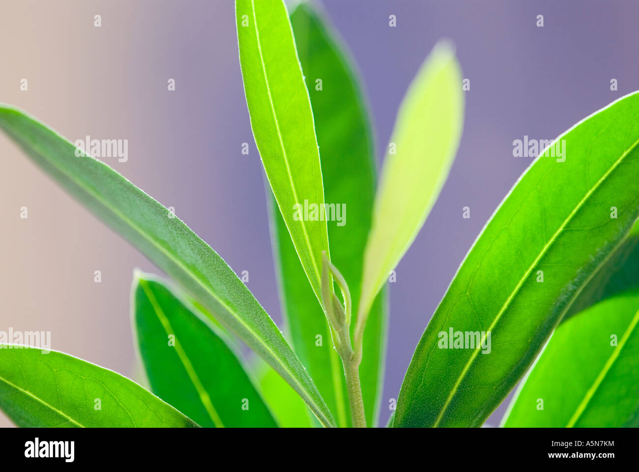 Olive tree leaves Olea europea Stock Photo - Alamy