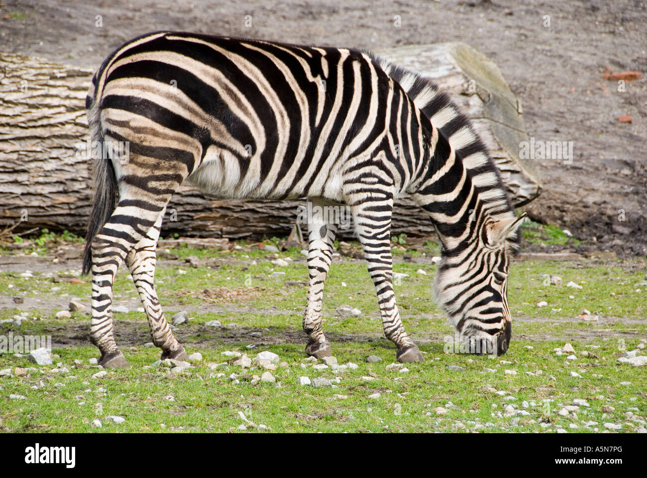 Zebra Equus quagga chapmani Stock Photo - Alamy