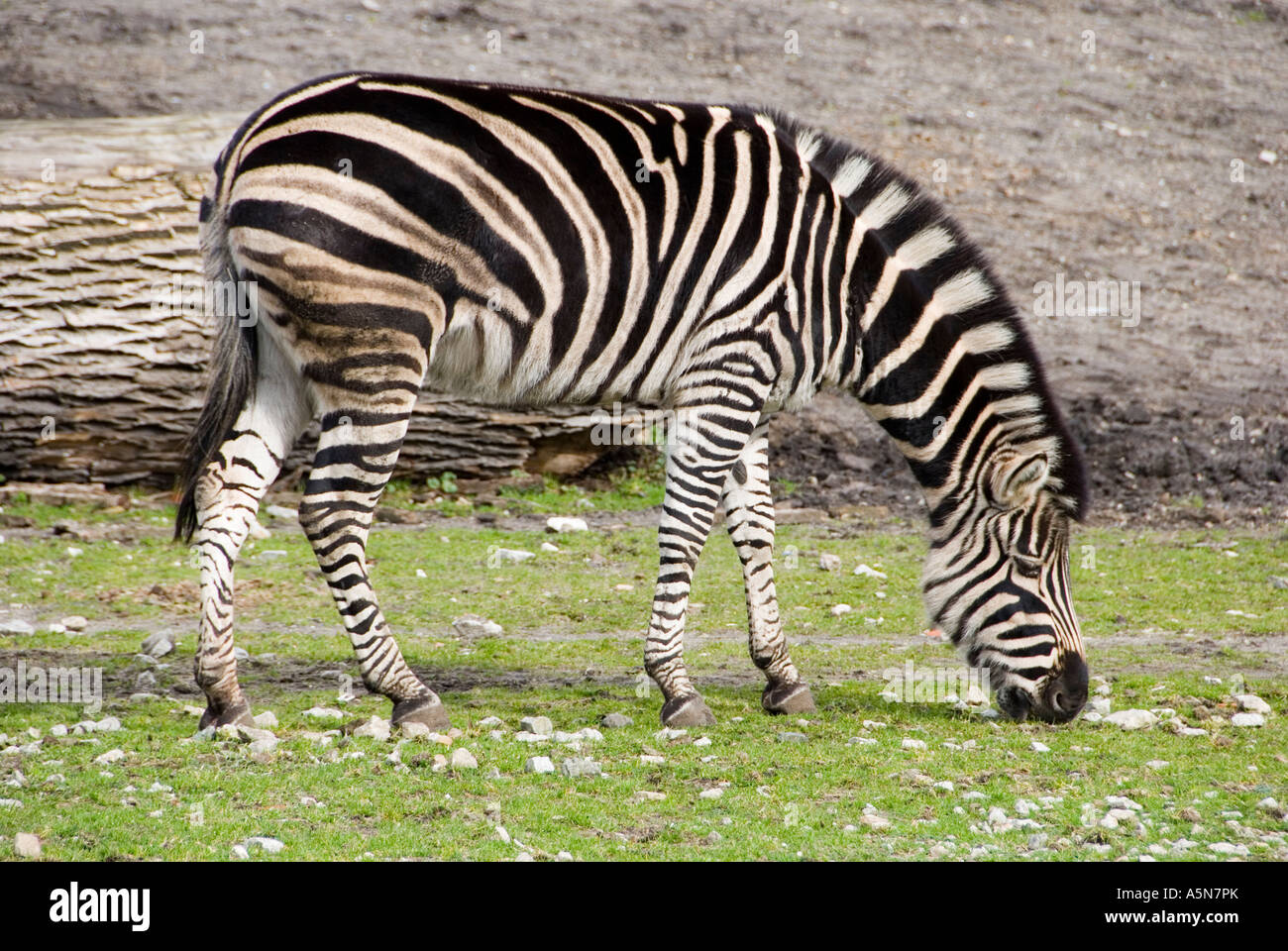 Zebra Equus quagga chapmani Stock Photo - Alamy