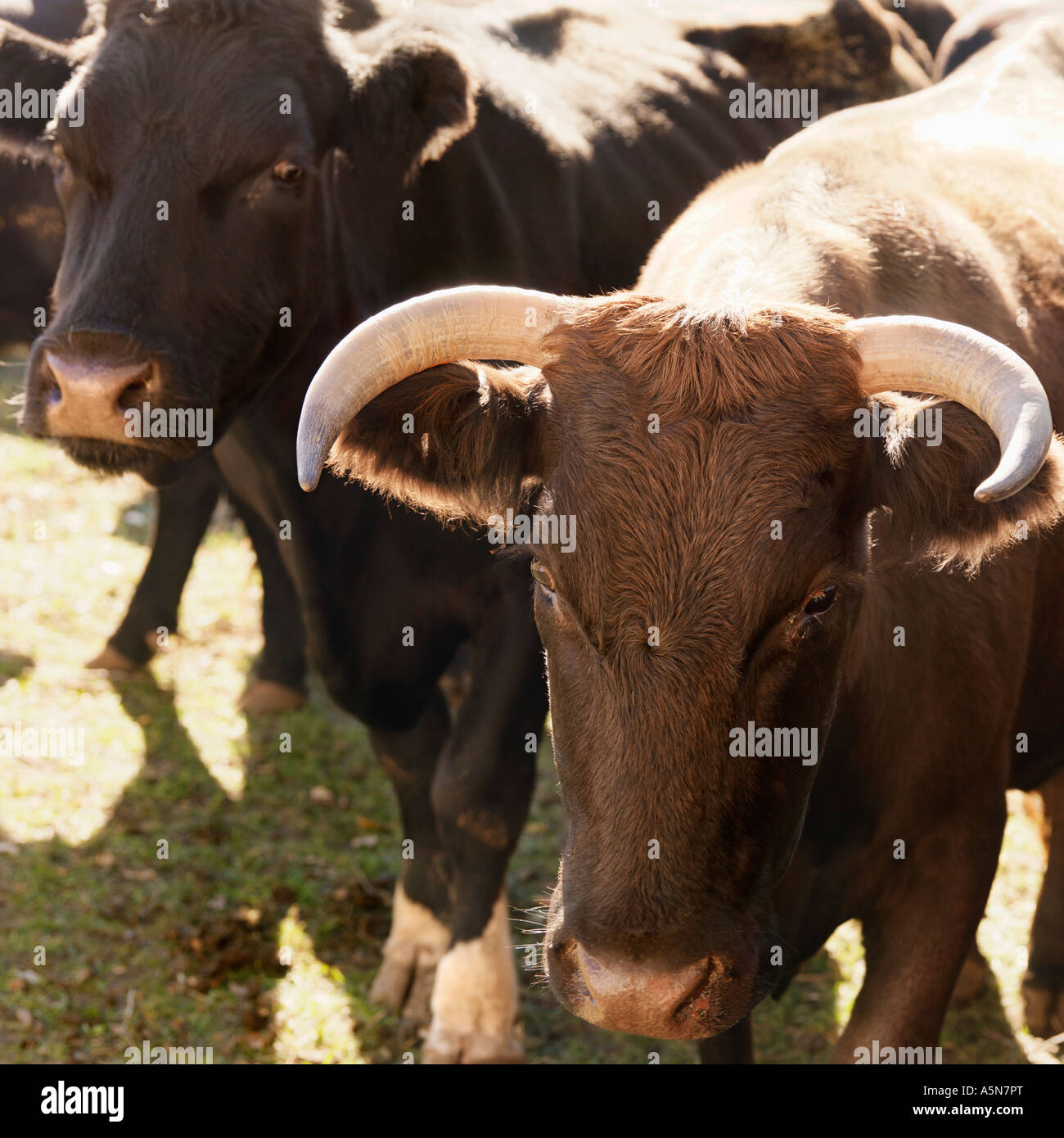 Portrait of Devon bull Angus cow Stock Photo - Alamy