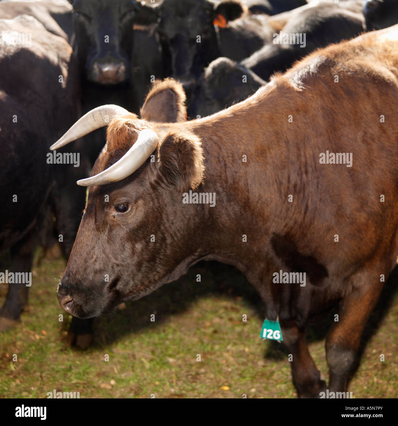 Profile portrait of Devon bull with Angus cows in background Stock ...