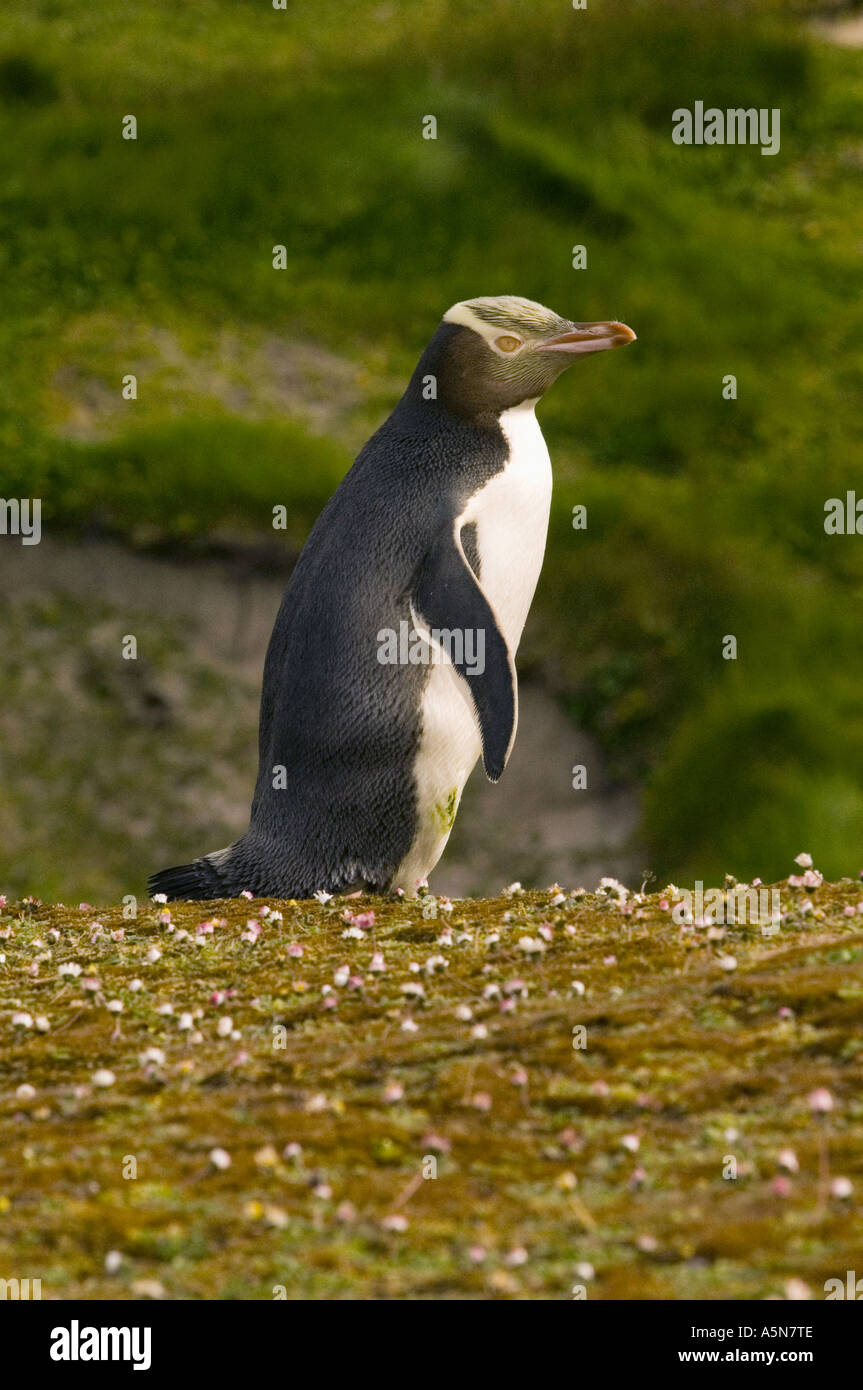 Rata forest enderby island hi-res stock photography and images - Alamy