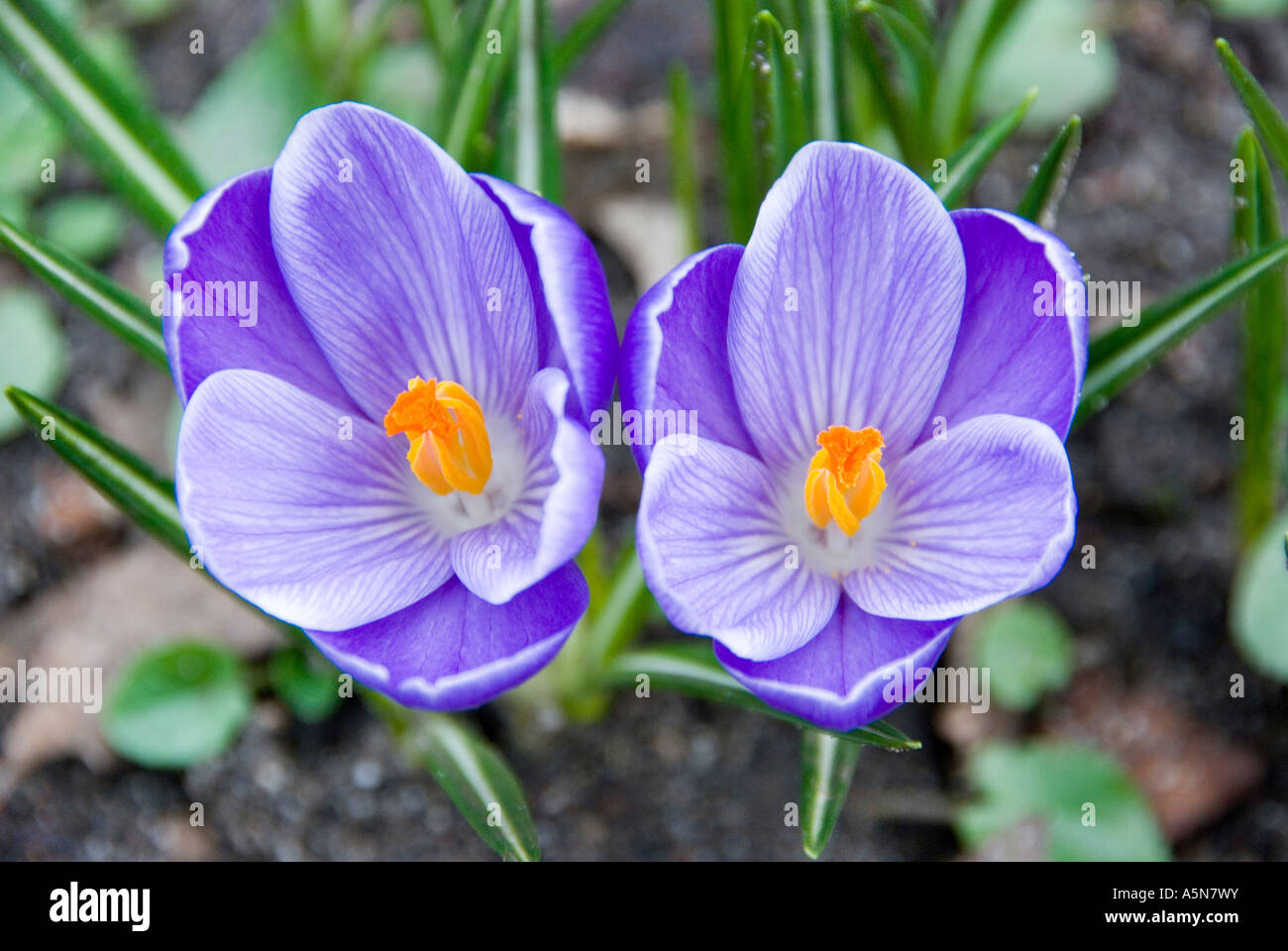 Blue crocuses close up Crocus vernus Stock Photo - Alamy