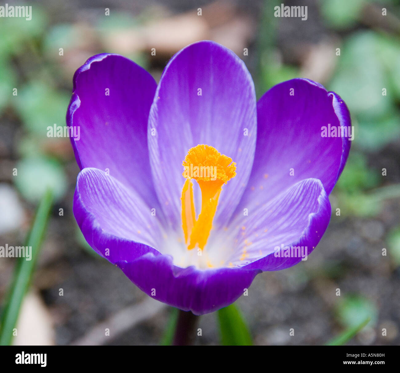 Blue crocus close up Crocus vernus Stock Photo - Alamy