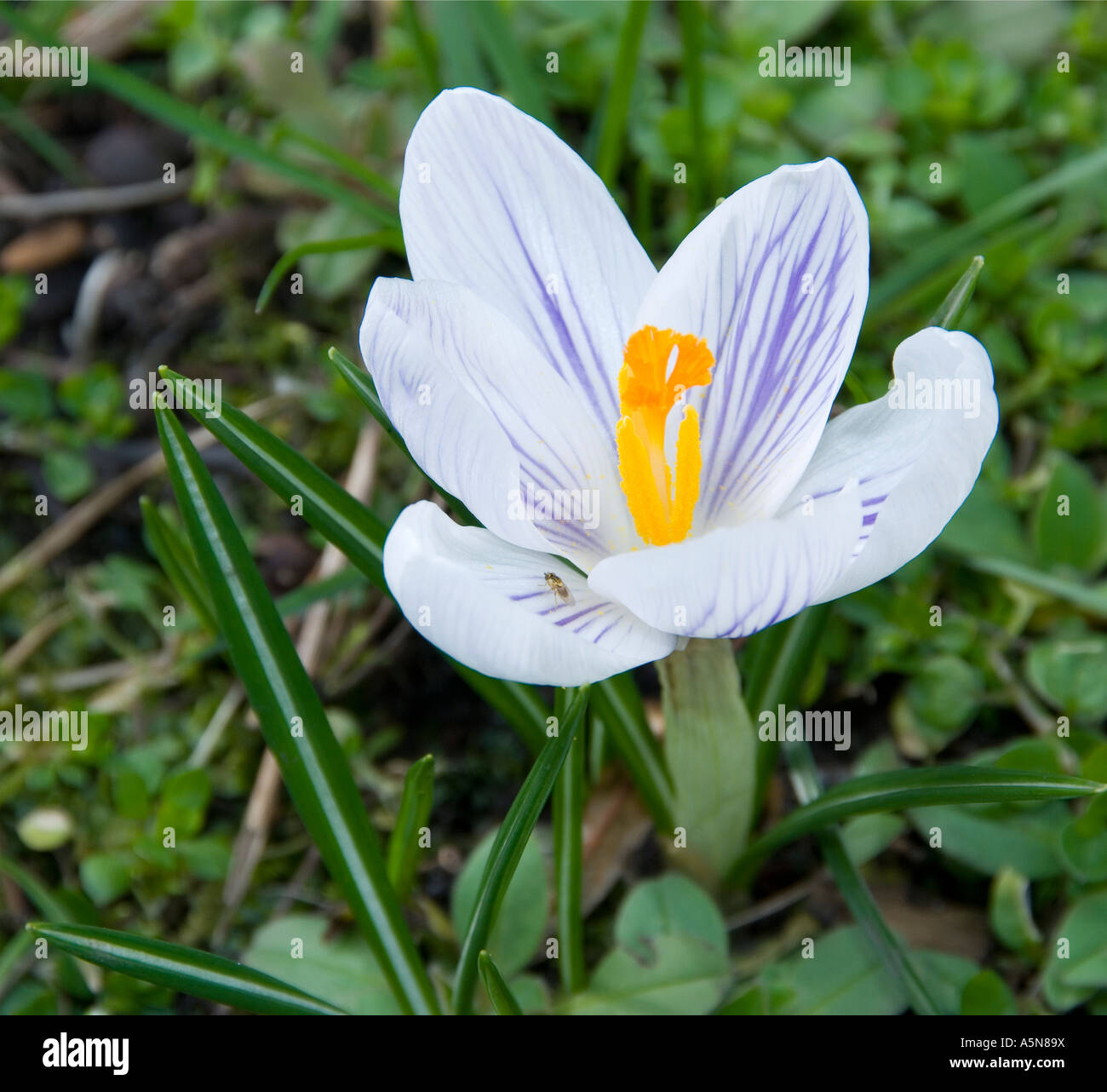 White crocus close up Crocus vernus Stock Photo - Alamy