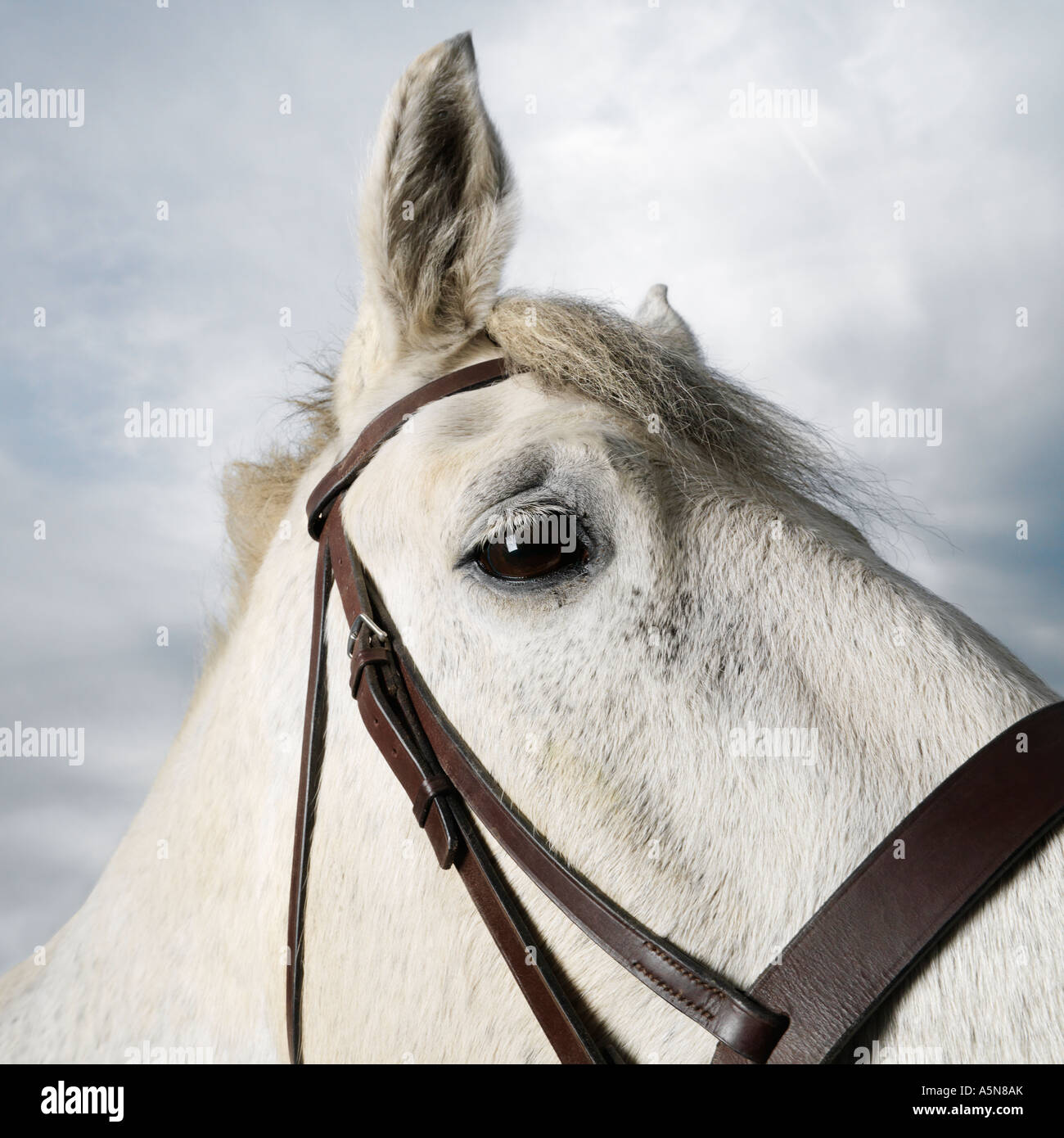 White horse wearing bridle hi-res stock photography and images - Alamy