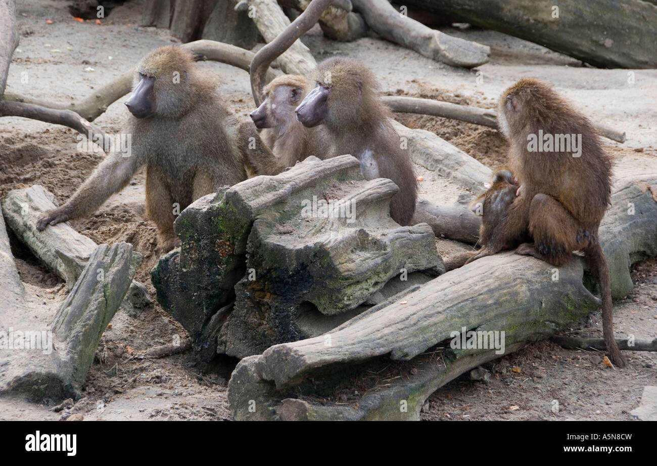 Baboons Papio hamadryas Stock Photo - Alamy