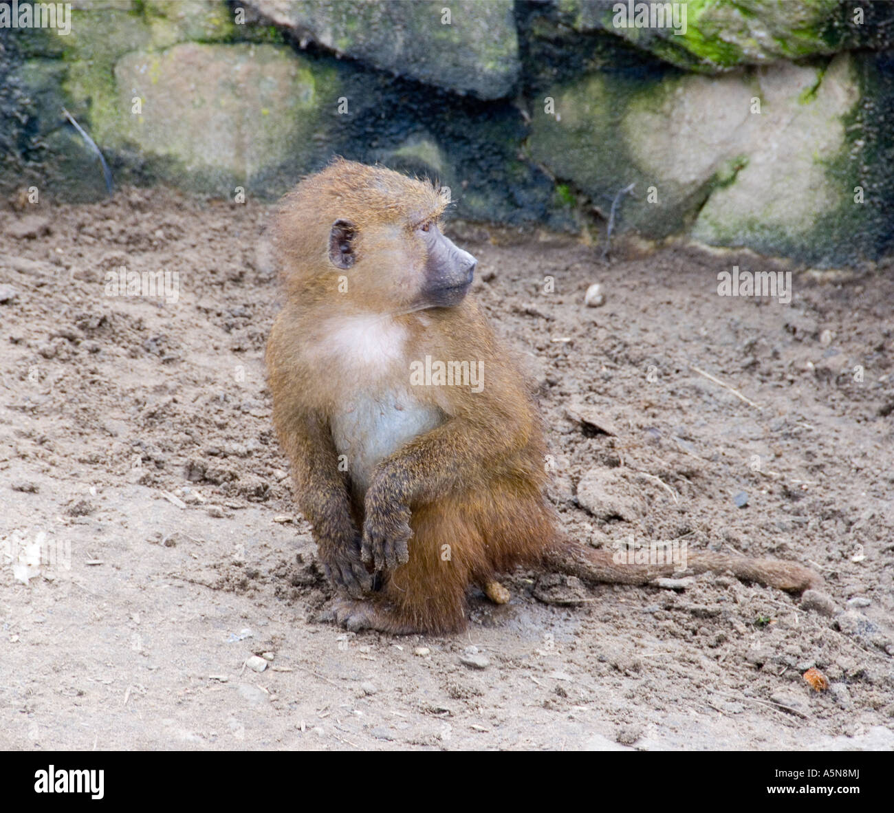 Baby baboon Papio hamadryas Stock Photo - Alamy