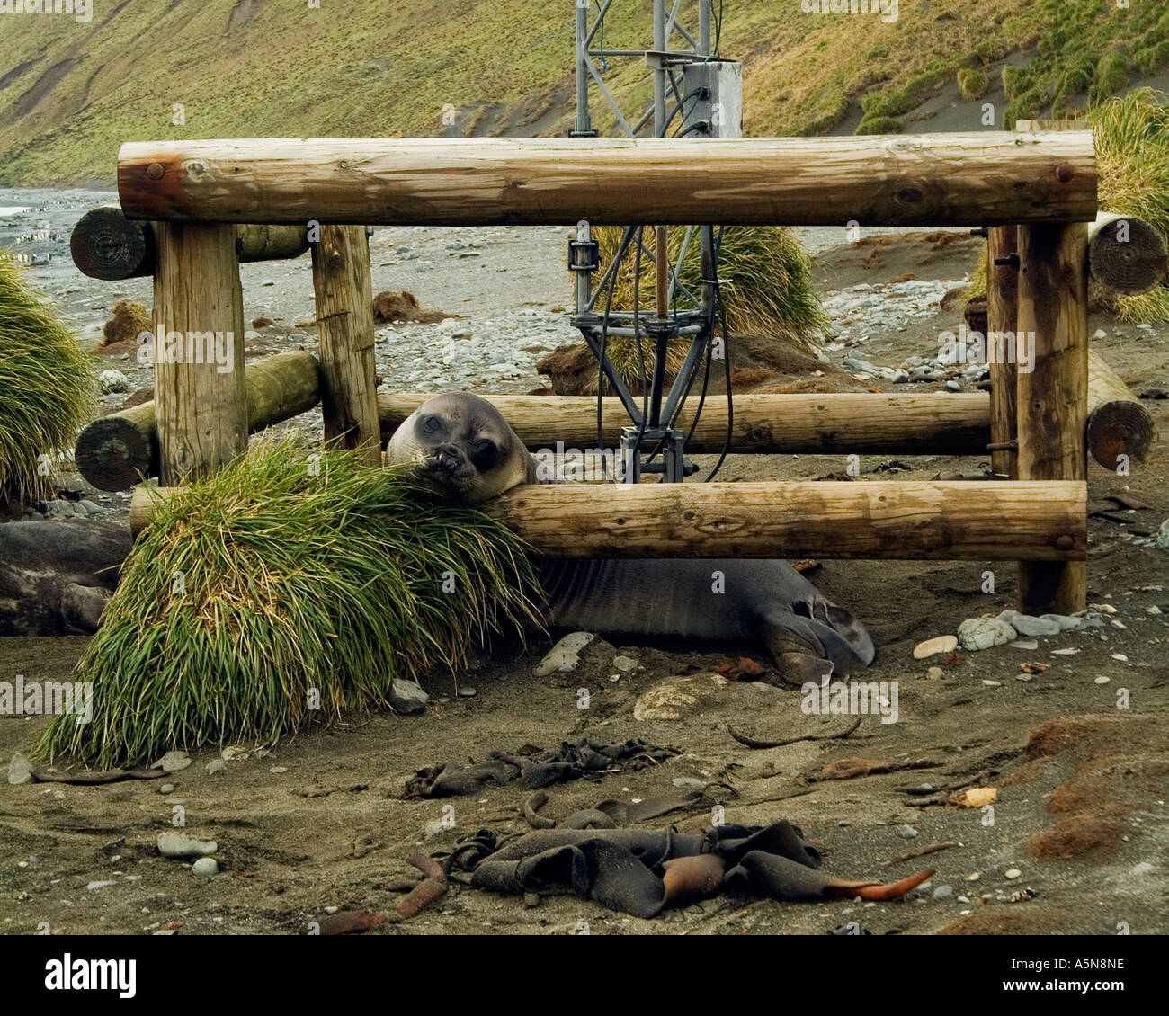Young Southern Elephant Seal Anare station Macquarie Island, Australia ...