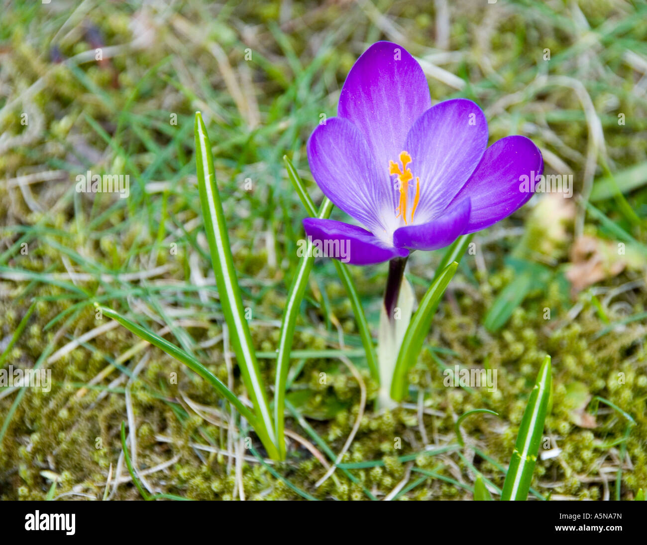 Blue crocus Crocus vernus Stock Photo - Alamy