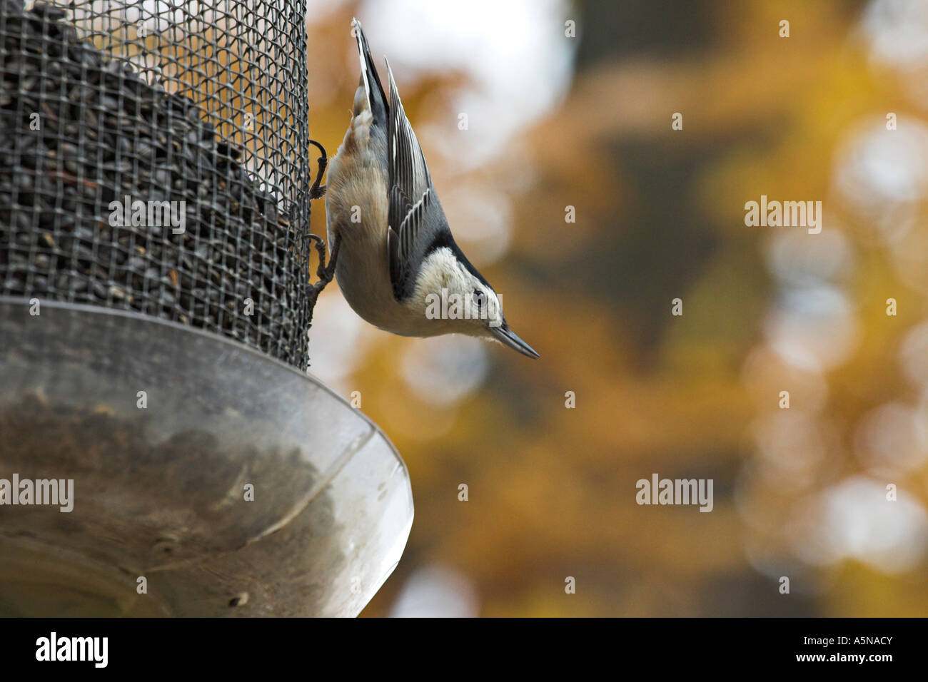 Fall Feeding: A nuthatch heads down on a feeder Yellow fall autumn ...