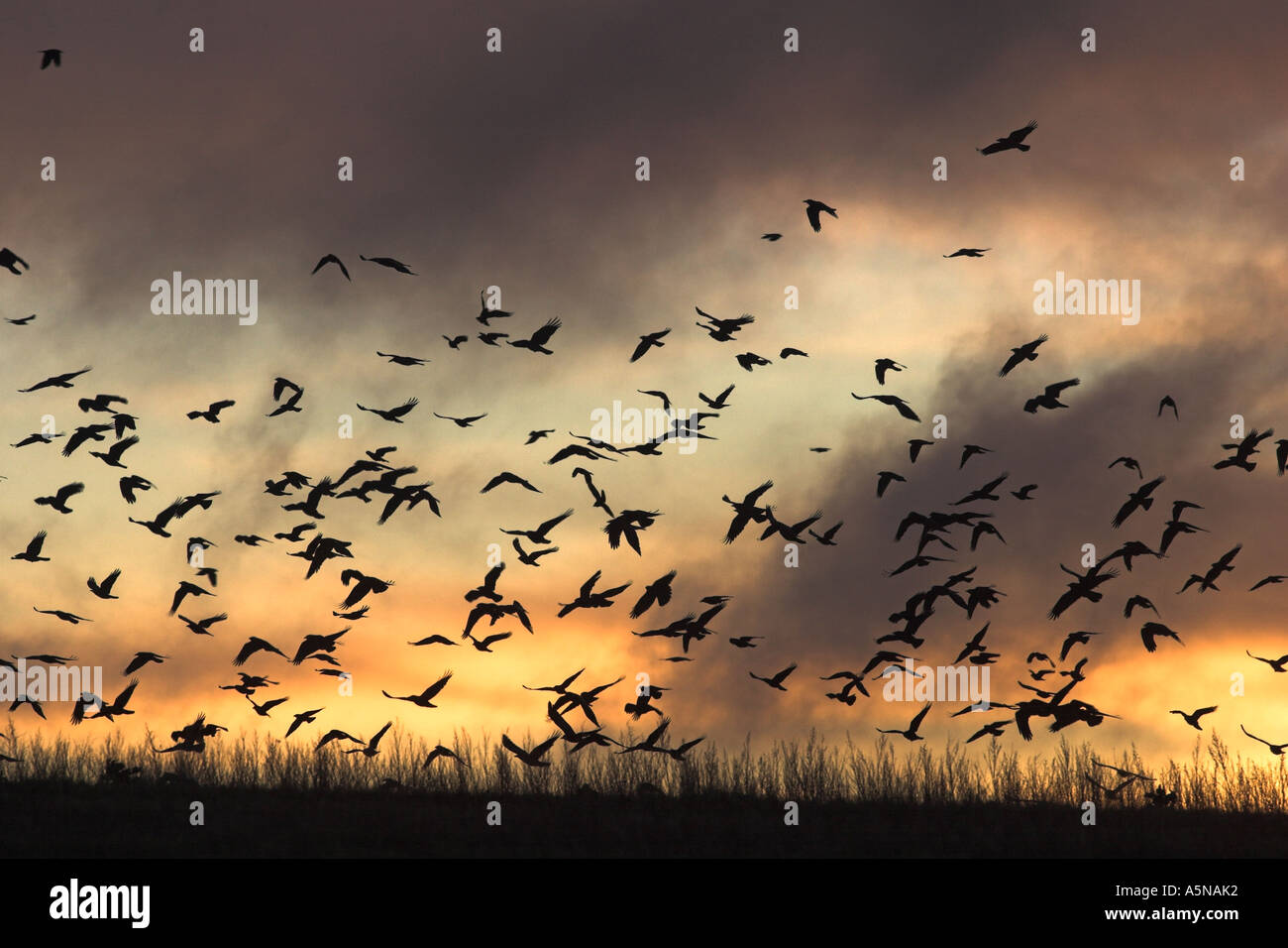 Flying rook uk wind hi-res stock photography and images - Alamy