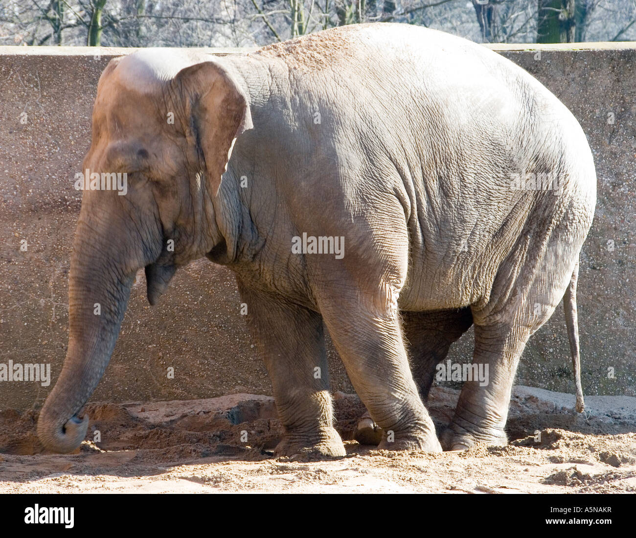 éléphans hi-res stock photography and images - Alamy