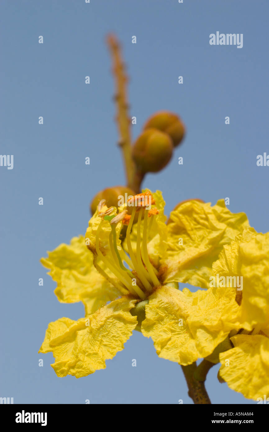 close up of yellow poinciana flower Peltophorum pterocarpum Stock Photo - Alamy