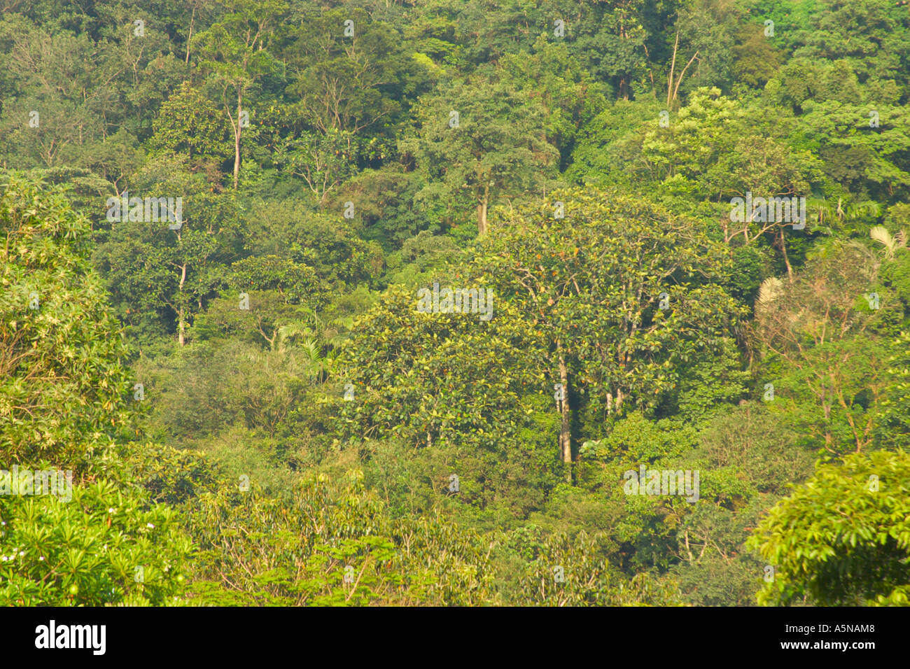 Distant trees texture background hi-res stock photography and images ...