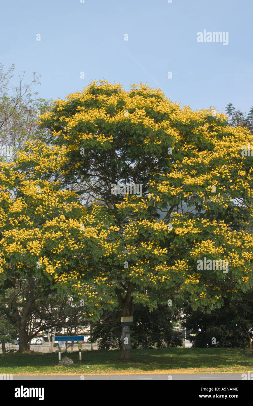 yellow poinciana tree Peltophorum pterocarpum Stock Photo - Alamy