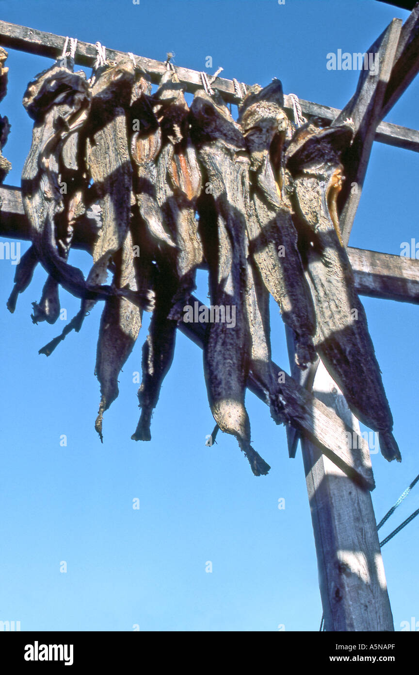 Fish Drying on Rack, Greenland Stock Photo - Alamy