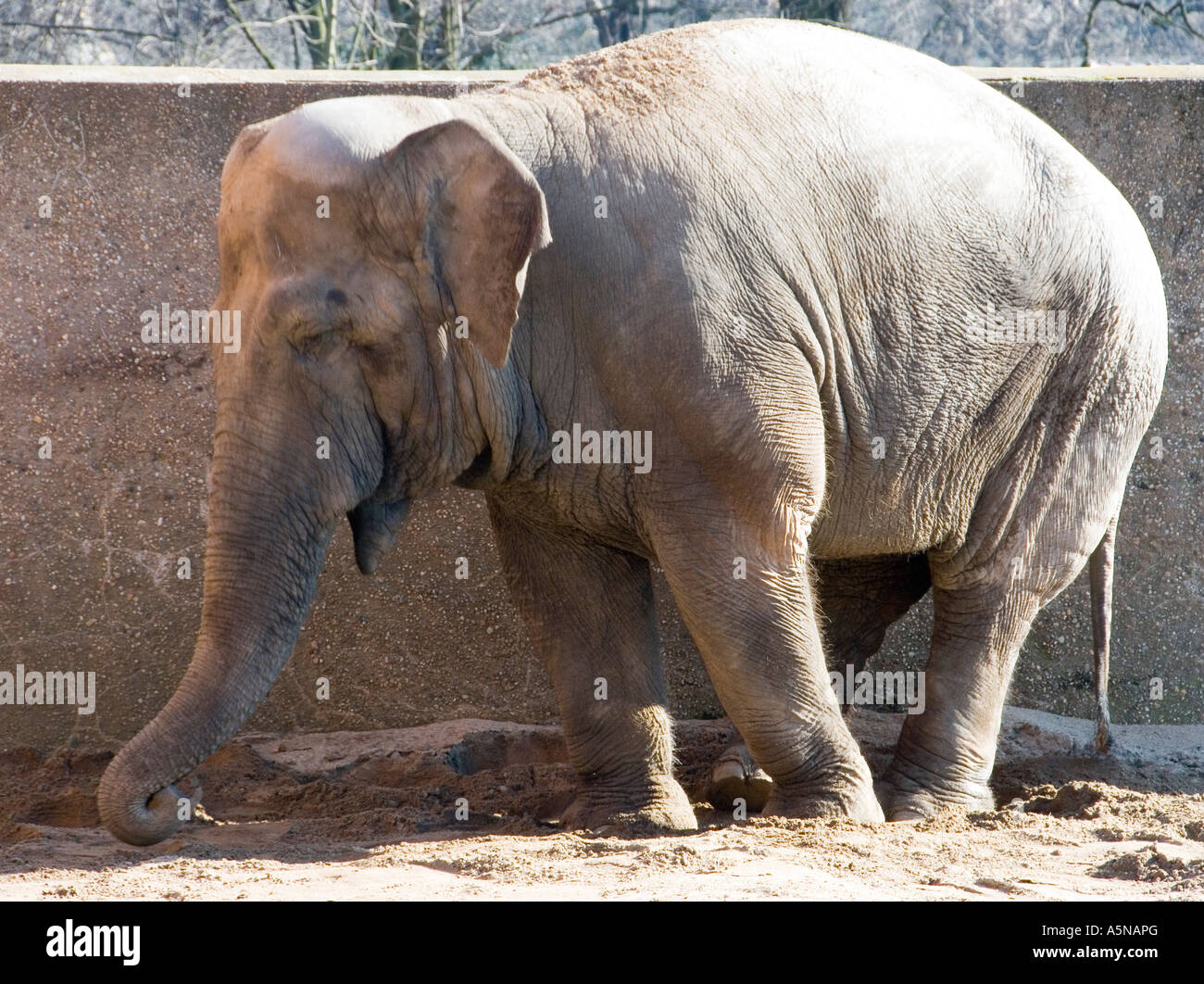 Elephant Elephans maximus Stock Photo - Alamy