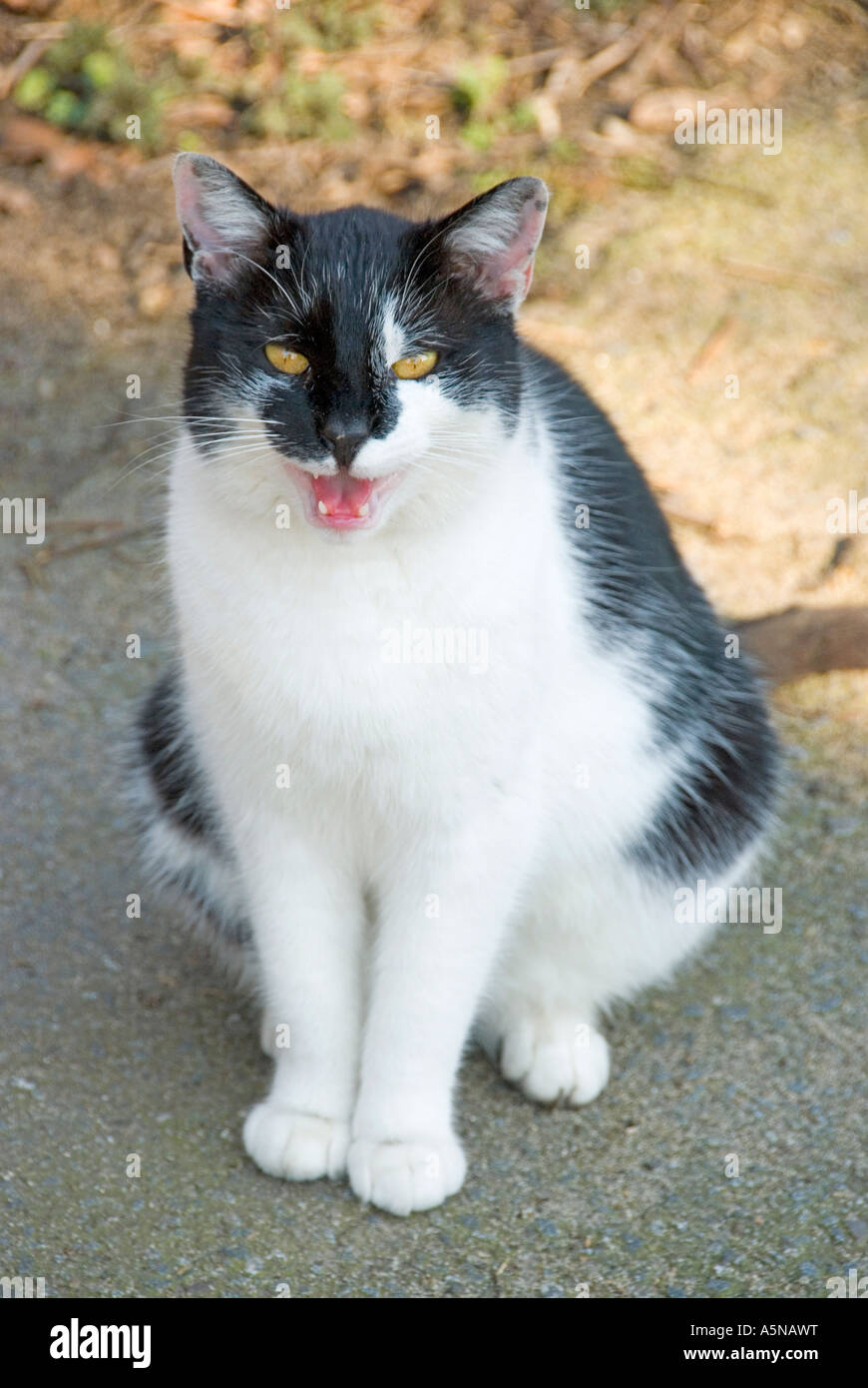Miaow hi-res stock photography and images - Alamy