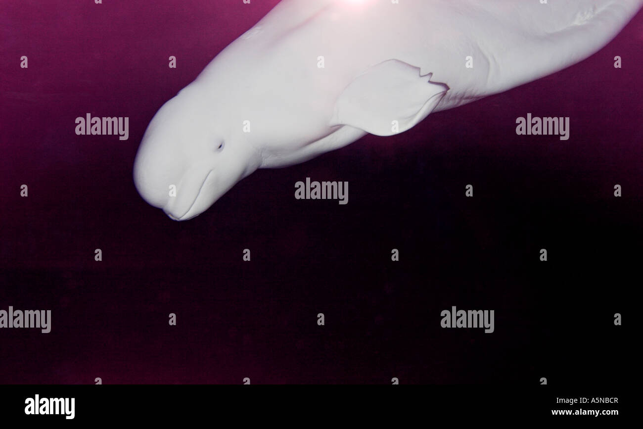 Diving Beluga. A large white beluga whale dives into the black depths ...