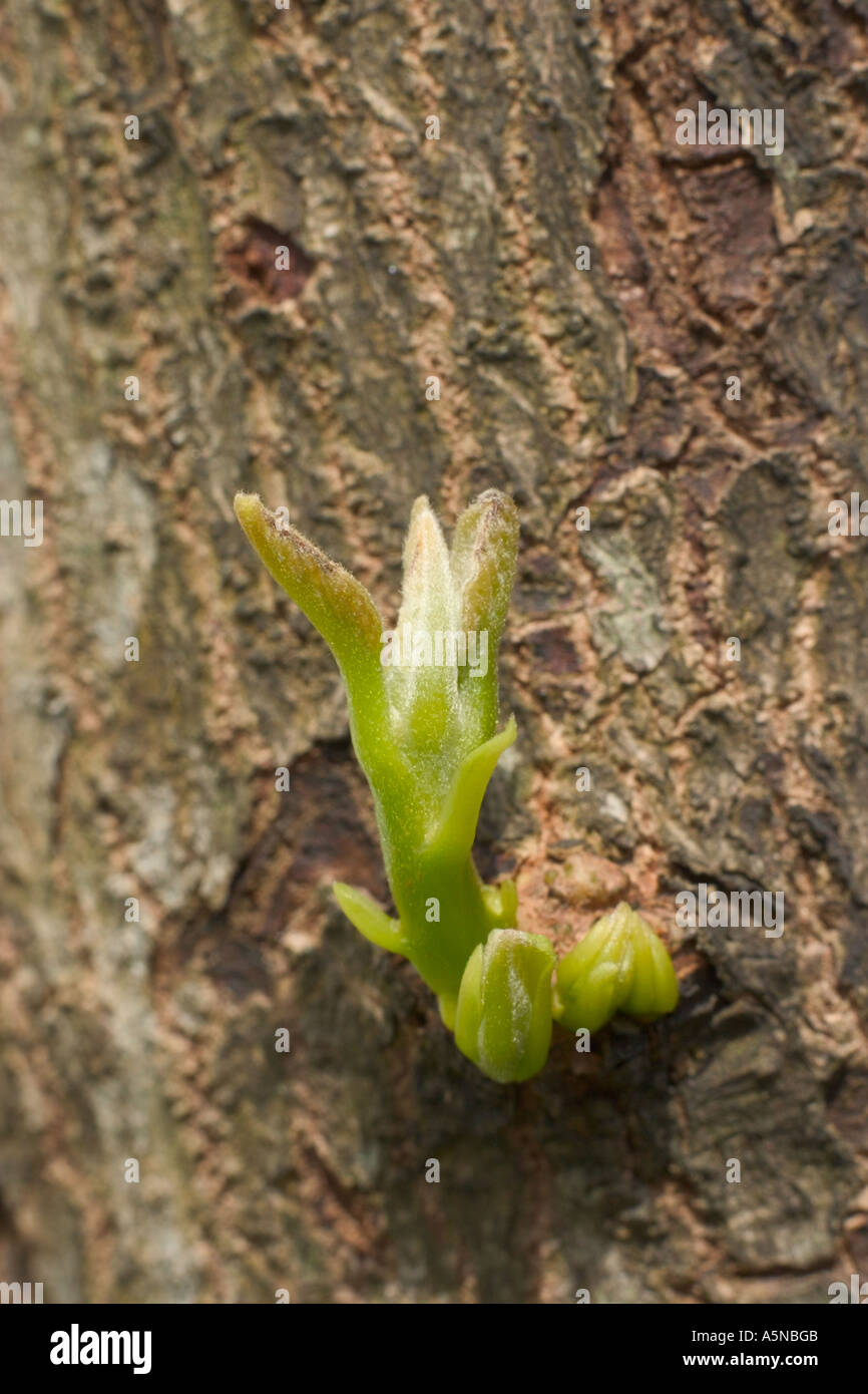 young new budding leaves on avocado tree Stock Photo - Alamy
