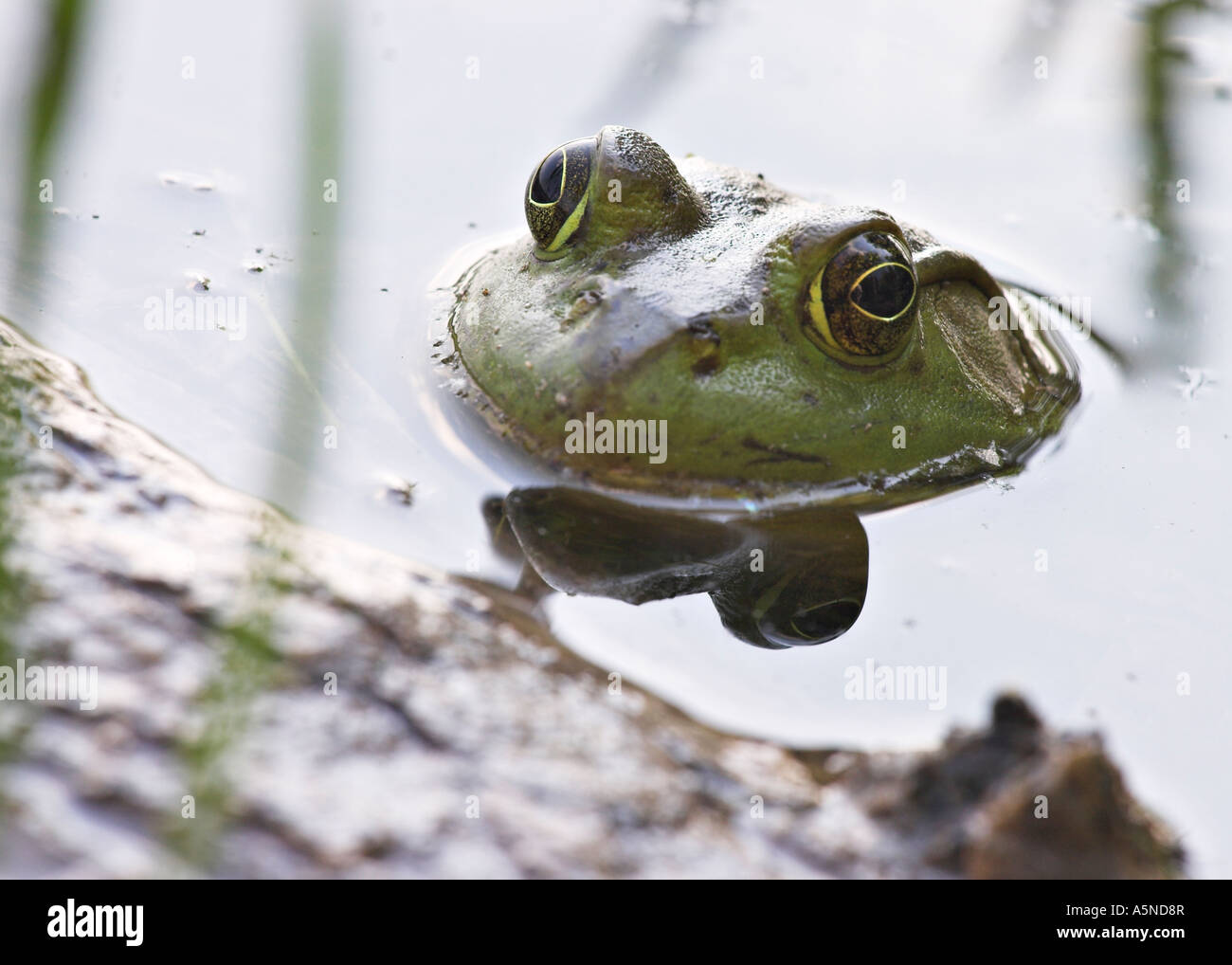 Singular frog hi-res stock photography and images - Alamy