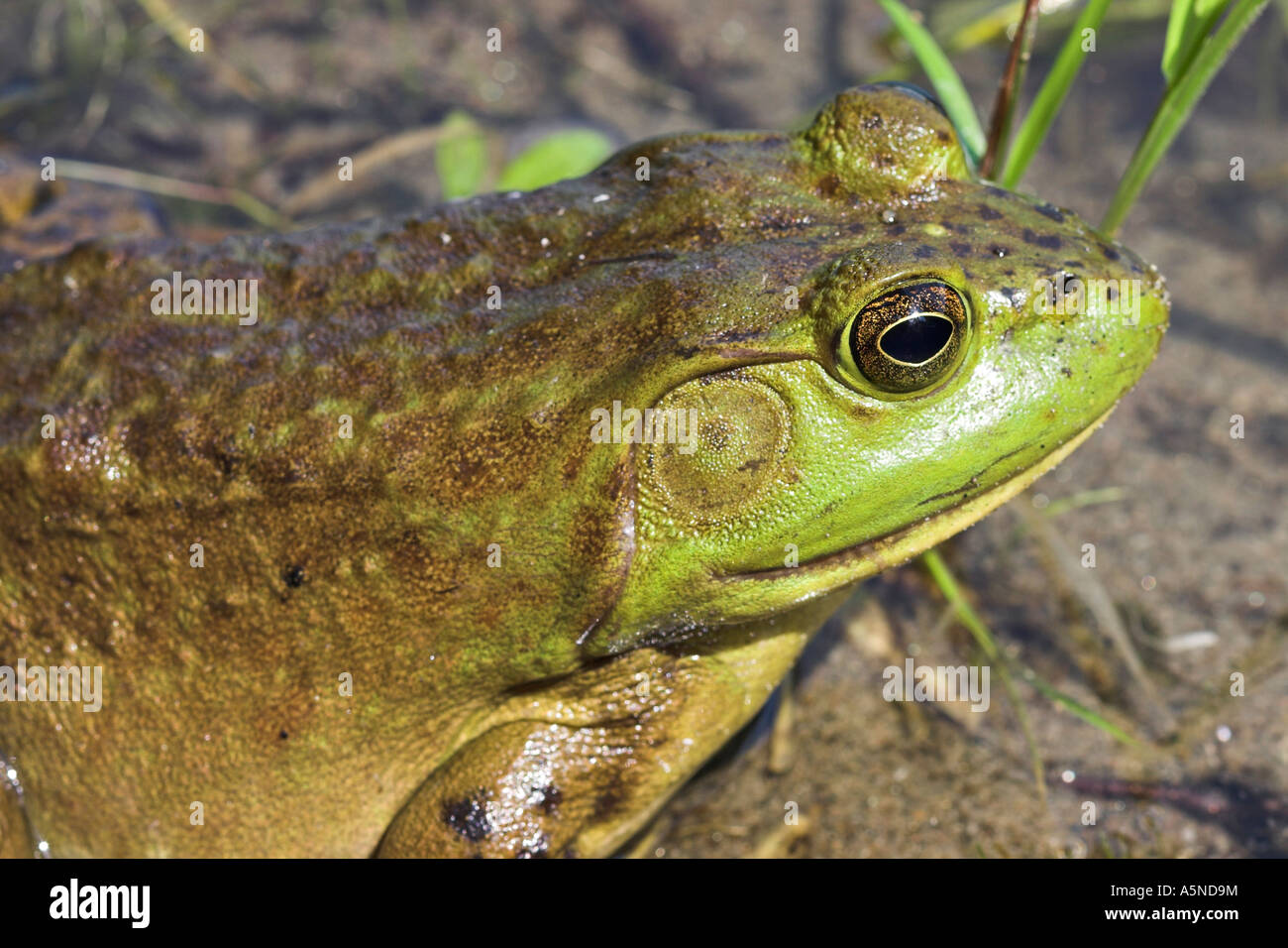 Bullfrog power hi-res stock photography and images - Alamy