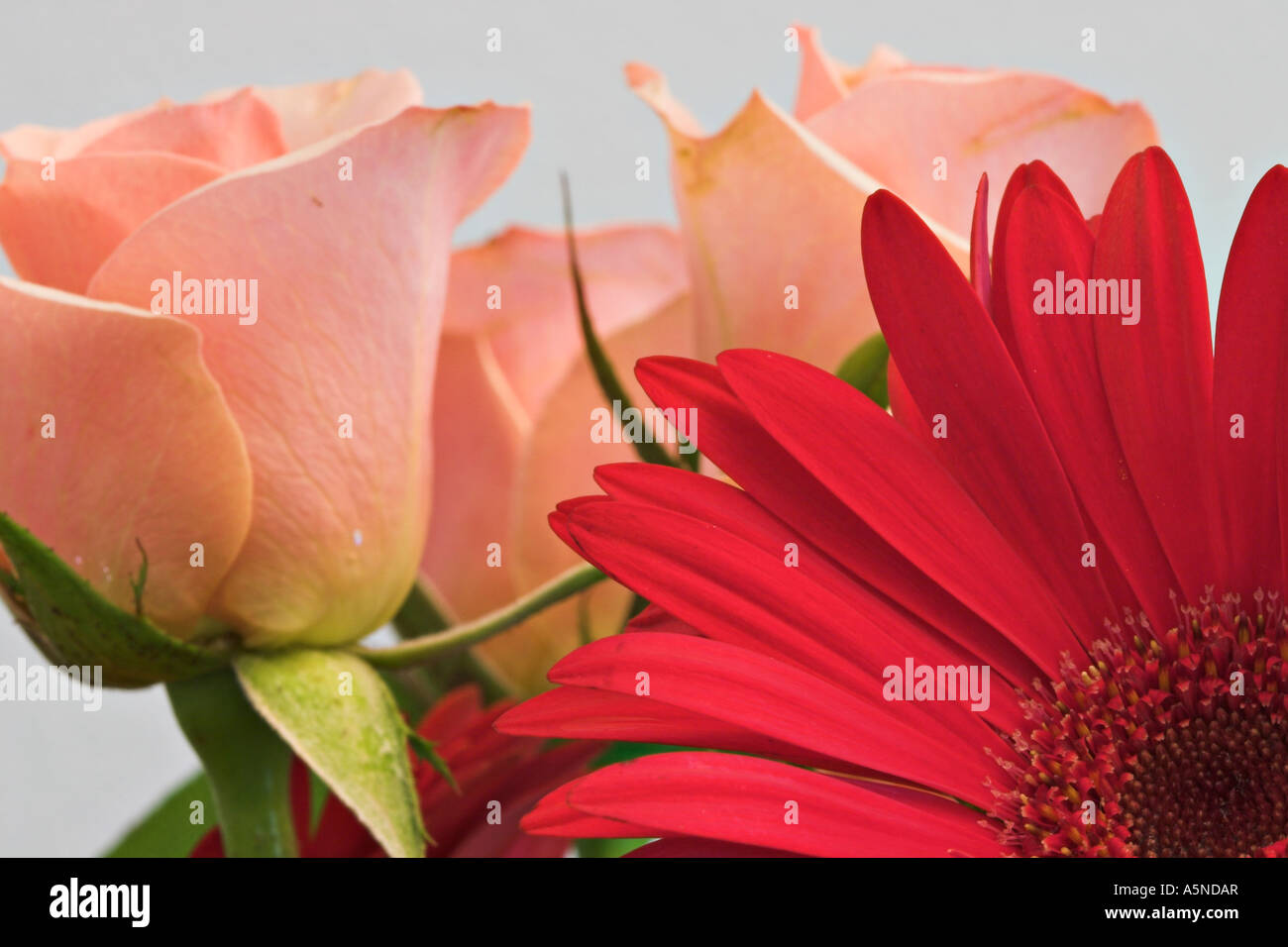 Bold Red: A bold deep red gerber daisy fronts a display of pink roses ...